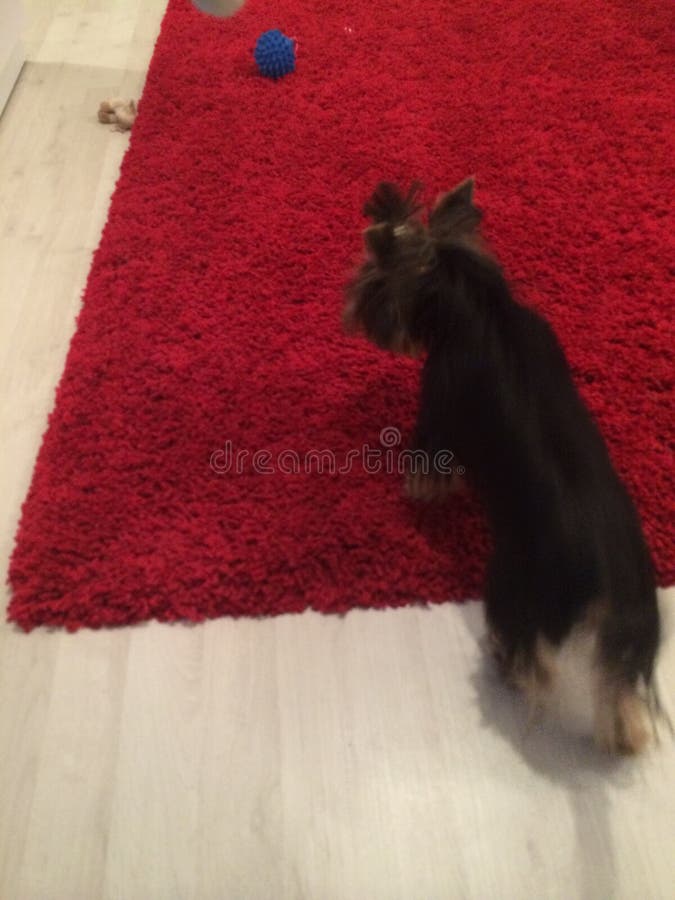 Safas asdf stock photo. Image of asdf, sdfa, asdfa, sadfa - 40303020