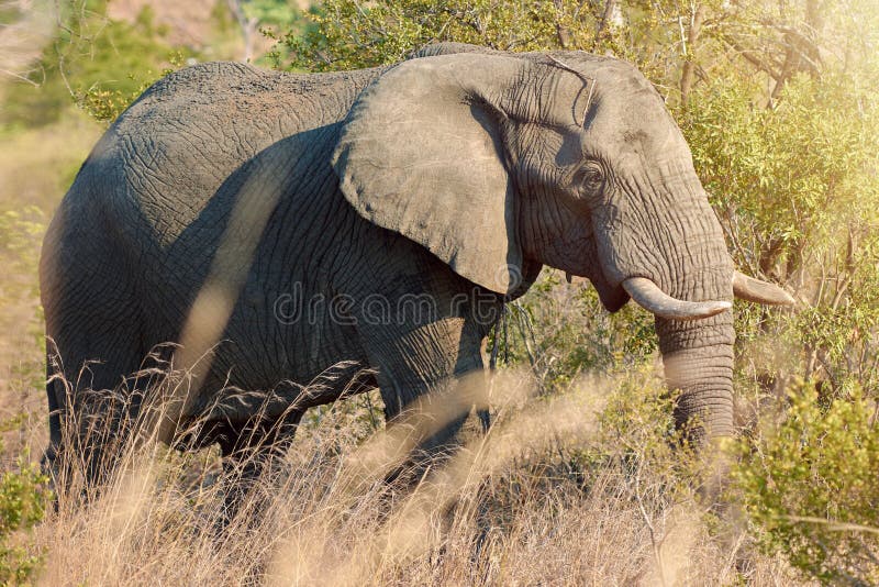 Safe from All Predators. Full Length Shot of an Elephant in the Wild ...