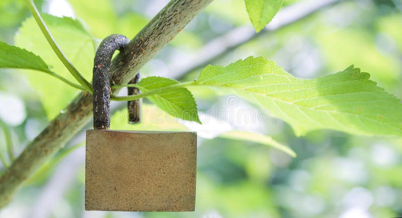 Safe stock image. Image of plant, lock, shine, leaf, light - 55942575