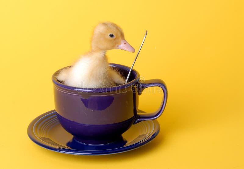 Safety Duck stock image. Image of swimming, feathers, duckie - 1869767