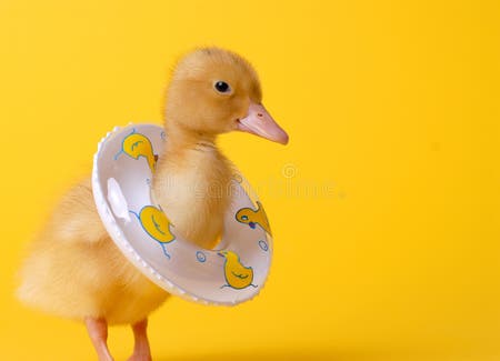 Safety Duck stock image. Image of swimming, feathers, duckie - 1869767