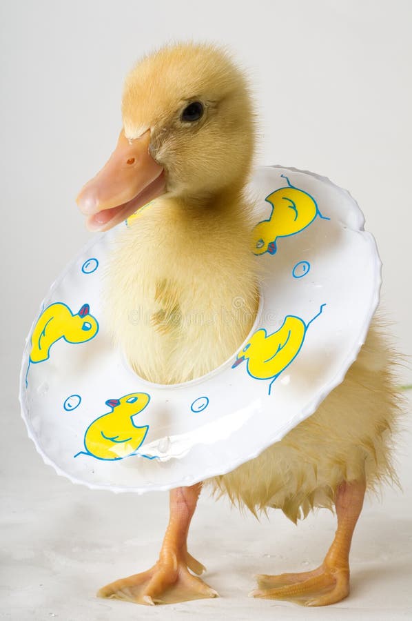 Safety Duck stock image. Image of feathers, ducky, baby - 1578747