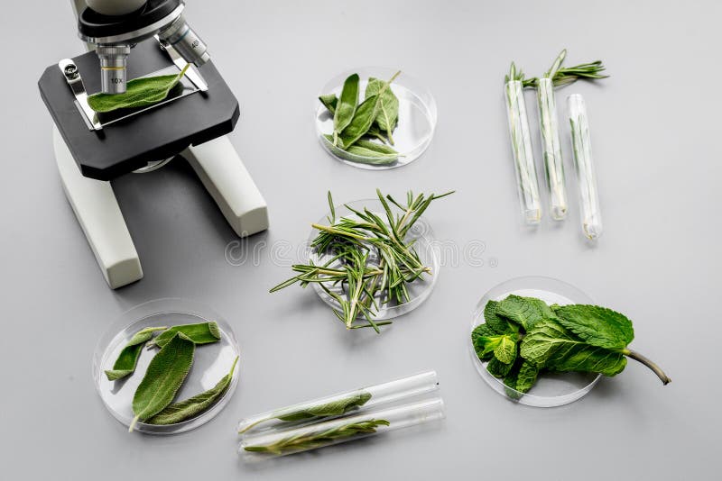 Safety Food. Laboratory for Food Analysis Stock Image - Image of pest ...