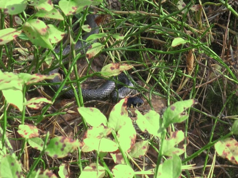 Blueberry Snake Stock Photos - Free & Royalty-Free Stock Photos from ...