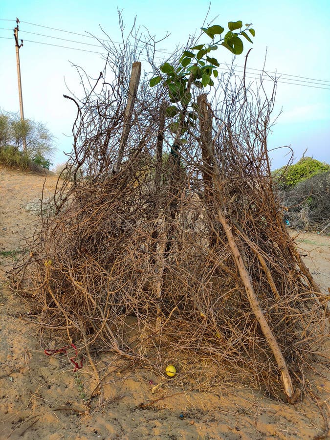 Safety Shield To Protect Small Trees Stock Photo - Image of save ...