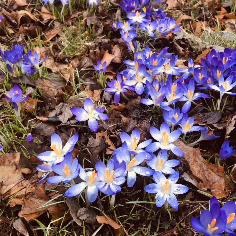 Saffiron stock image. Image of saffron, vitality, peaceful - 182722253