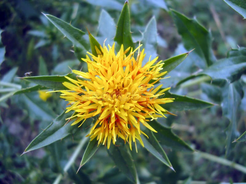 Saffloer stock afbeelding. Afbeelding bestaande uit sinaasappel - 9563511