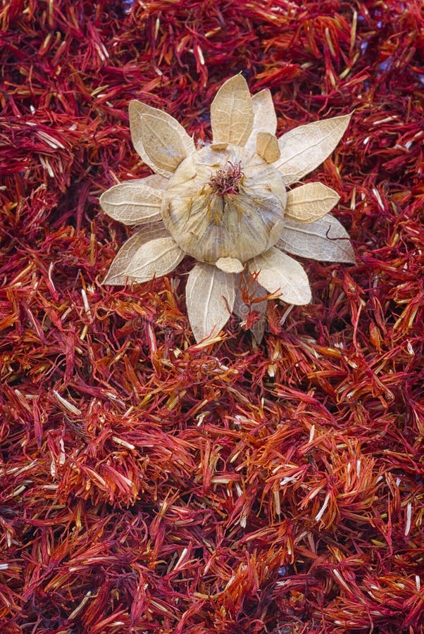 Saffloer, Valse Tinctorius Van Saffraancarthamus Stock Foto - Image of ...