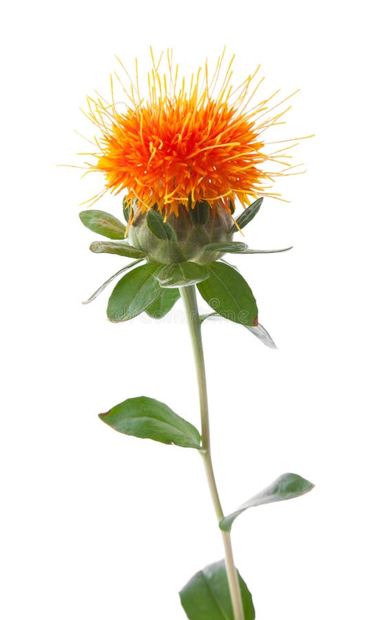 Carthamus Tinctorius (Safflower) Stock Image - Image of stem, orange ...