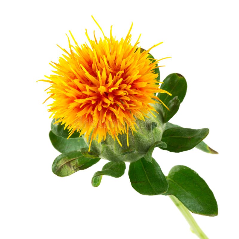 Safflower stock photo. Image of blooming, thistle, flower - 35246804