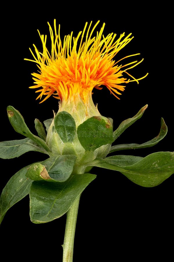 Safflower Close Up stock image. Image of flower, shot - 201116791