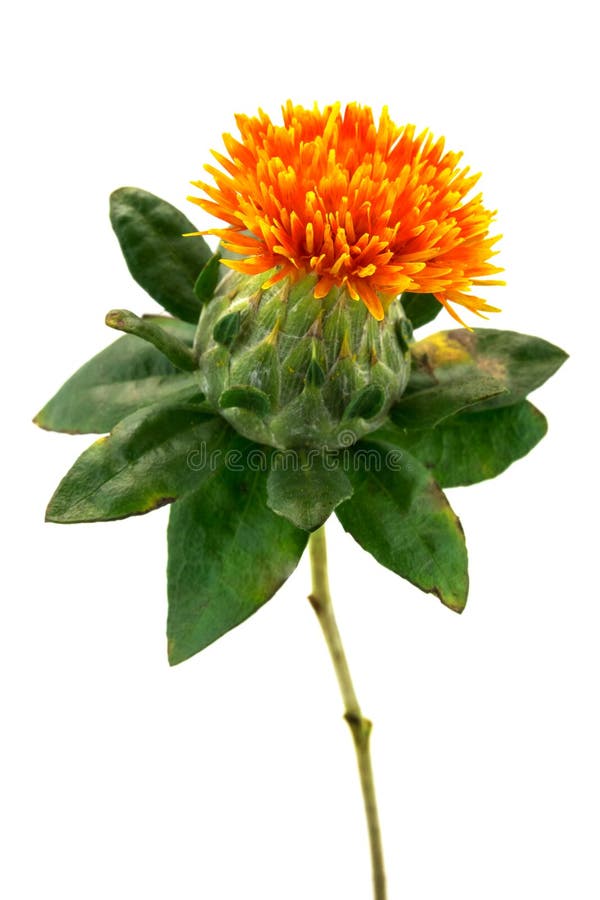 Safflower stock photo. Image of blooming, thistle, flower - 35246804