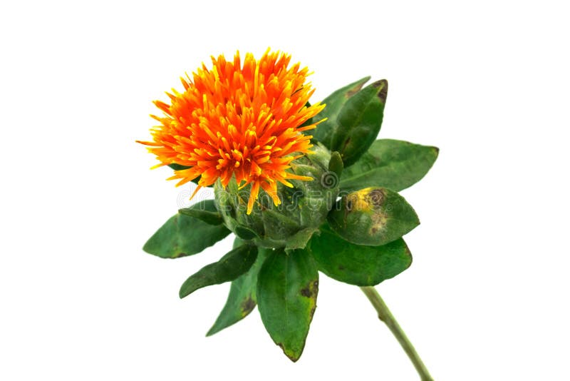 Safflower stock image. Image of crop, carthamus, flower - 35246815