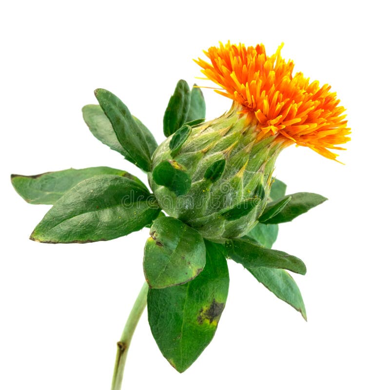 Safflower stock image. Image of crop, carthamus, flower - 35246815