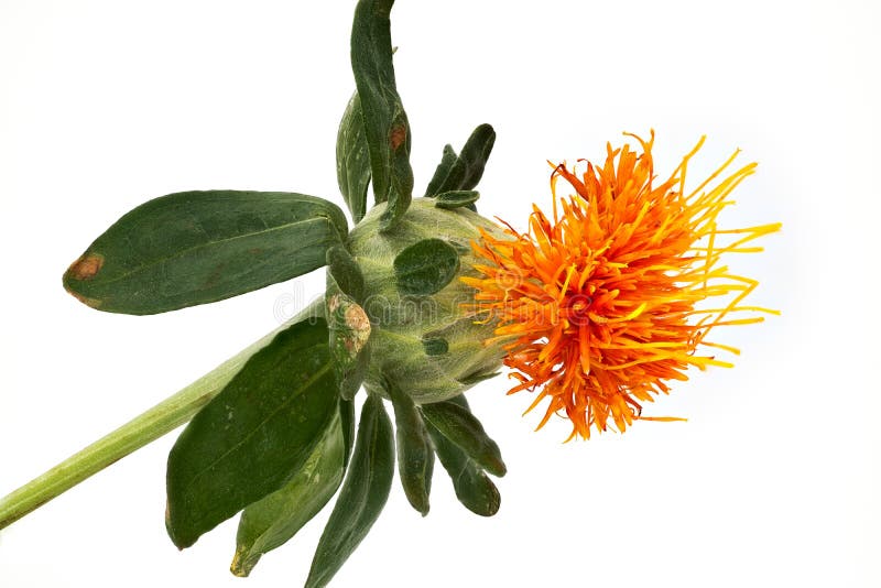 Safflower Close Up stock image. Image of orange, saffron - 201196619