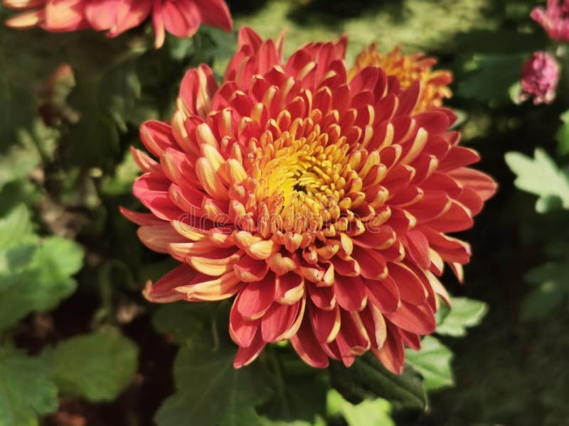 Safflower, flower, red stock image. Image of flower - 149130125