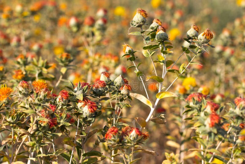 Safflower Flowers on the Field Stock Photo - Image of beauty ...