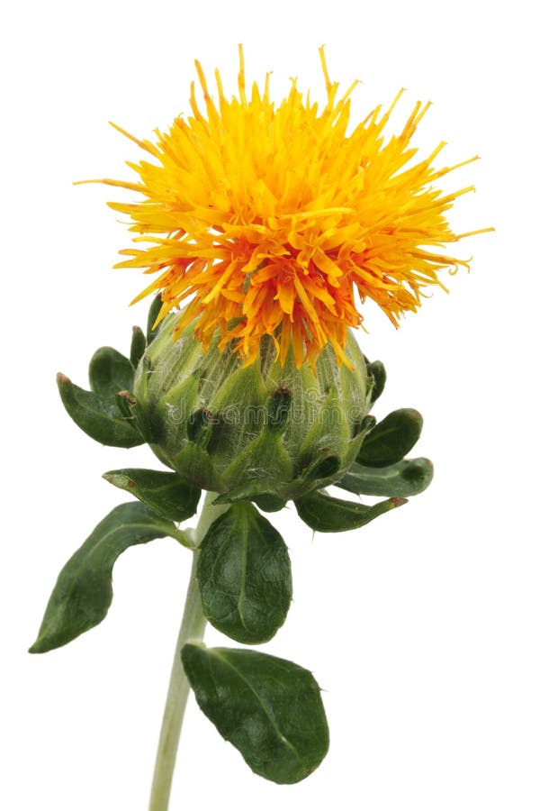 2,995 Safflower Stock Photos - Free & Royalty-Free Stock Photos from ...