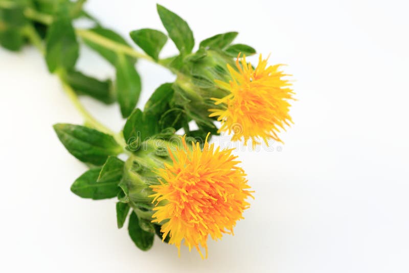 2,750 Safflower Stock Photos - Free & Royalty-Free Stock Photos from ...