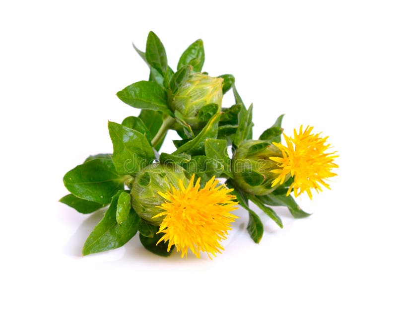 Safflower stock photo. Image of safflower, single, brigh - 20052226