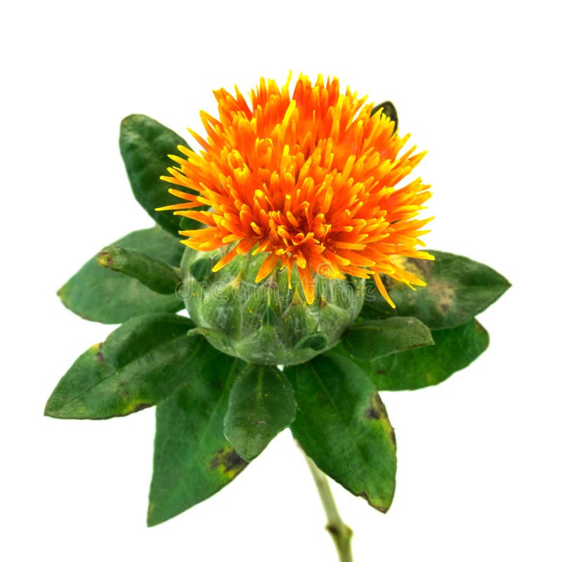 Safflower stock photo. Image of saffron, ingredient - 101463162