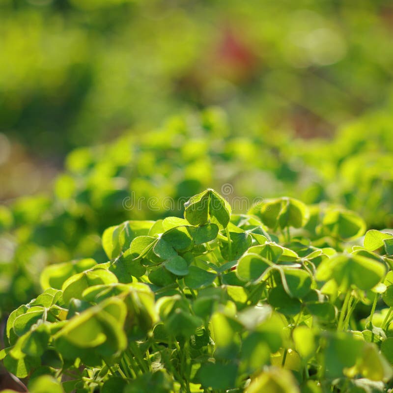 25,854 Shamrock Photos - Free & Royalty-Free Stock Photos from Dreamstime