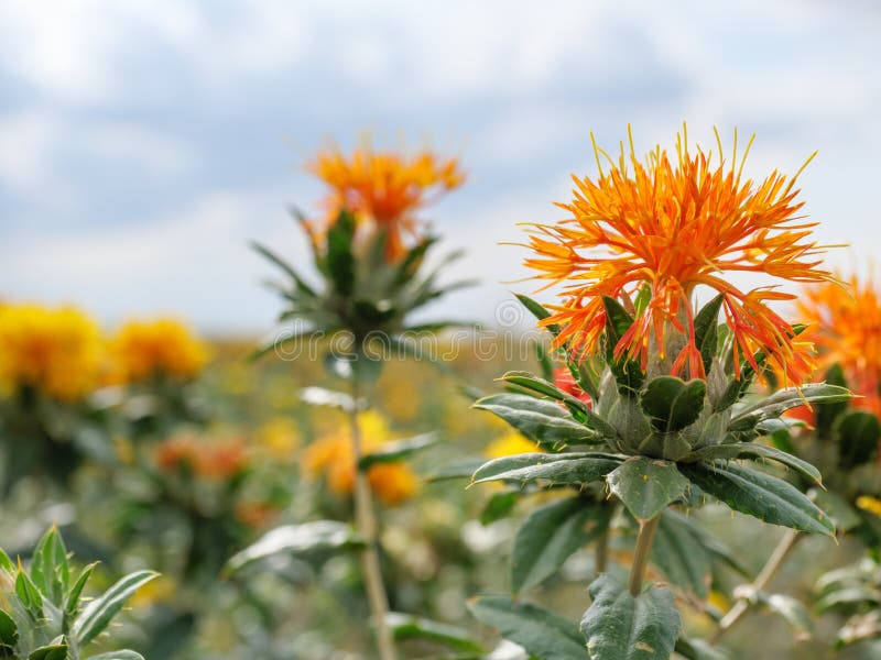 Safflower Tinting on the Field. Close Up Stock Image - Image of beauty ...