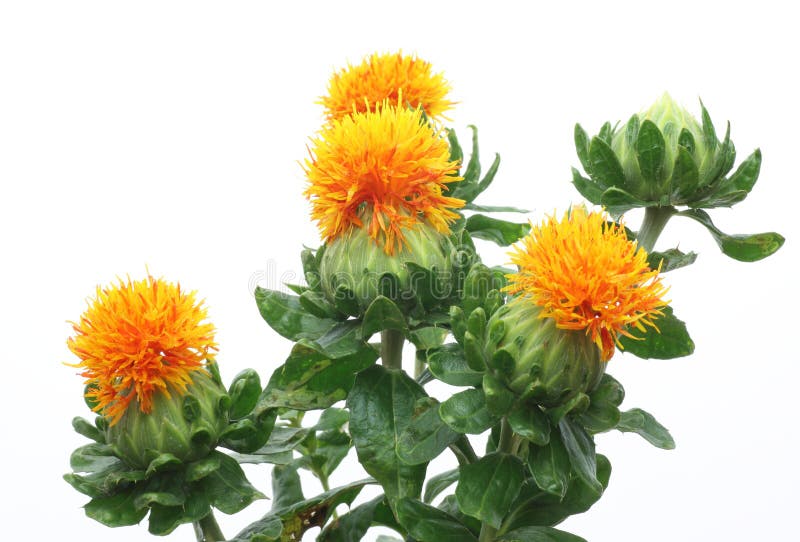 2,737 Safflower Stock Photos - Free & Royalty-Free Stock Photos from ...