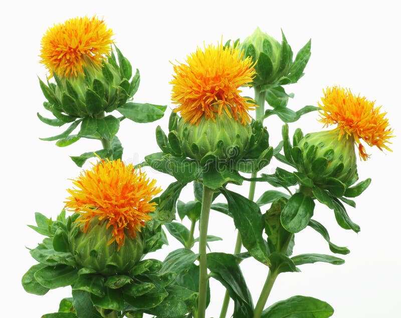 Safflower stock photo. Image of safflower, single, brigh - 20052226