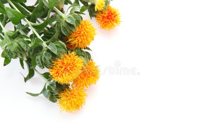 Safflower stock photo. Image of blooming, thistle, flower - 35246804