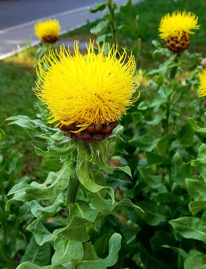 Cool Safflower Yellow Background Blurred. Yellow Thistle Stock Photo ...