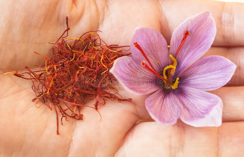 Saffran I En Hand- Och Saffranblomma Fotografering för Bildbyråer ...