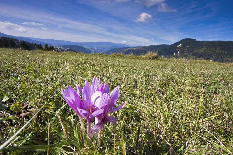 Saffran on the madow stock photo. Image of grass, warm - 22171588