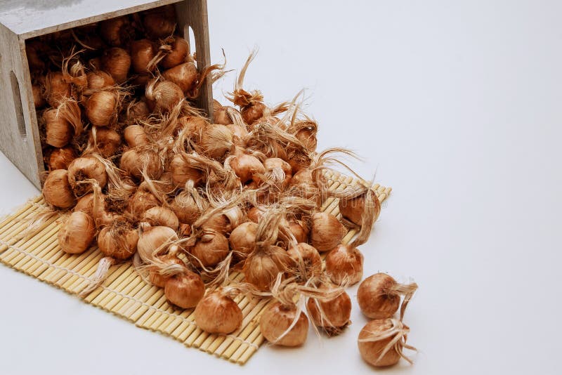 Corm Of Crocus Isolated On White Background. Bulb Of Crocus Sativus ...