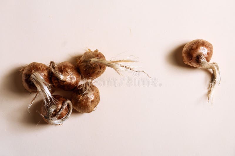 Saffron Bulb Isolated on a White Background. Stock Photo - Image of ...