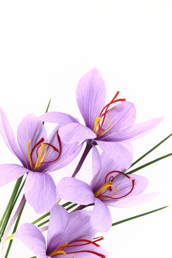 Saffron Crocus flowers stock image. Image of fragrance - 21829955