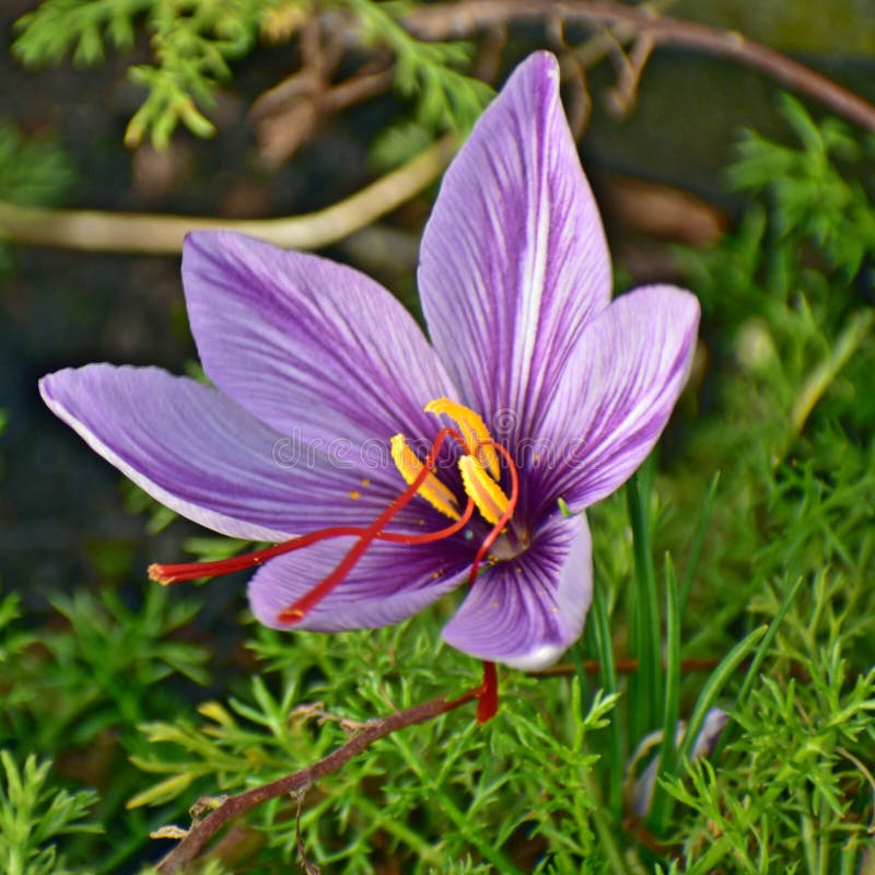 Saffron Crocus with Red Stamens Stock Image - Image of flower, spice ...