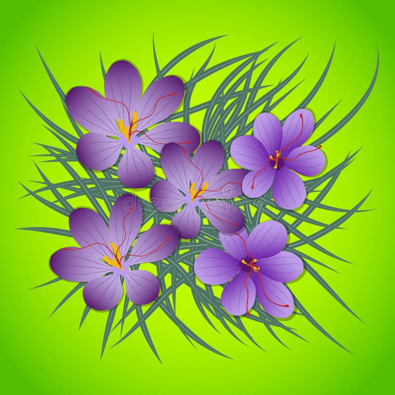 Saffron,Crocus Sativus Purple Flowers. Stock Vector - Illustration of ...