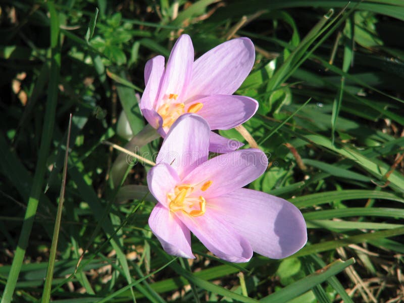Saffron stock photo. Image of flora, meadow, wild, fall - 79239020