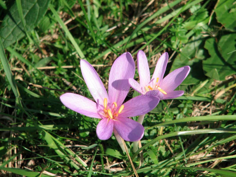 Saffron stock photo. Image of autumn, nature, meadow - 79239054