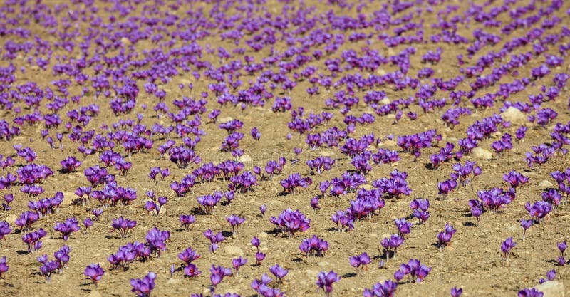 Saffron Field at Autumn, Harvest Time Stock Photo - Image of floral ...