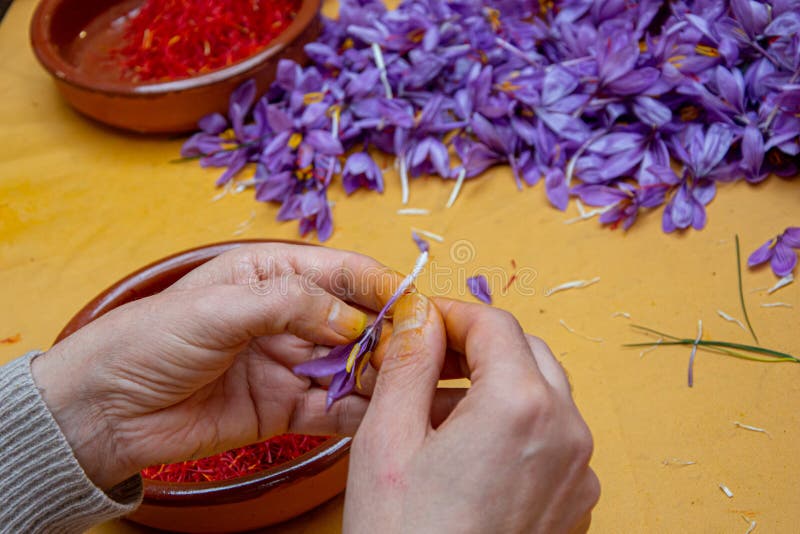 Saffron Flower, Cultivation and Harvest Stock Photo - Image of ...
