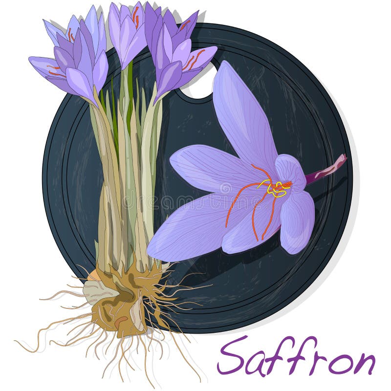 Safran Flower Stock Illustrations – 162 Safran Flower Stock ...