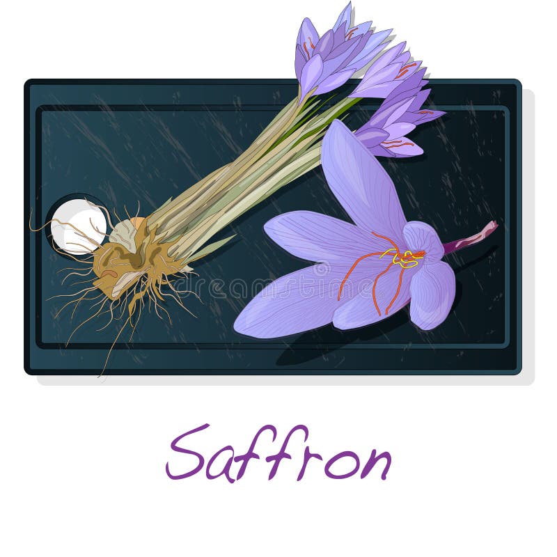 Safran Flower Stock Illustrations – 137 Safran Flower Stock ...