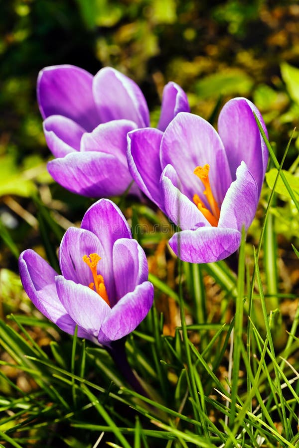 Saffron flower stock image. Image of autumn, perennial - 73794323