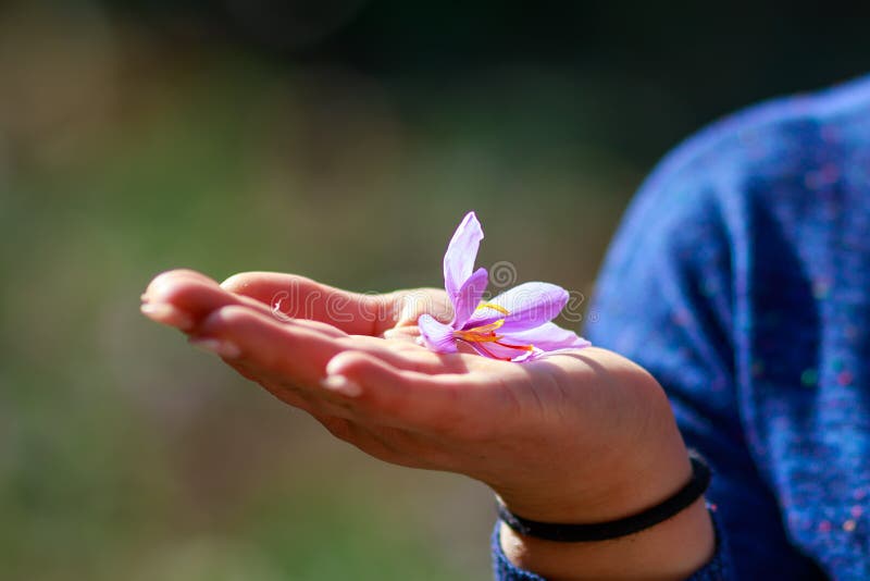 Saffron flower in hand. stock image. Image of culinary - 240125375