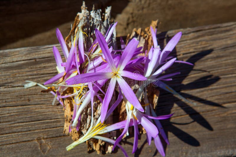 Saffron Flower in Purple and Yellow Colors Stock Photo - Image of ...