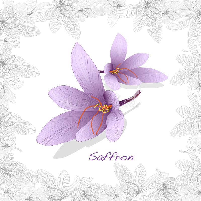 Saffron Flower Set. Vector. Stock Vector - Illustration of exotic ...