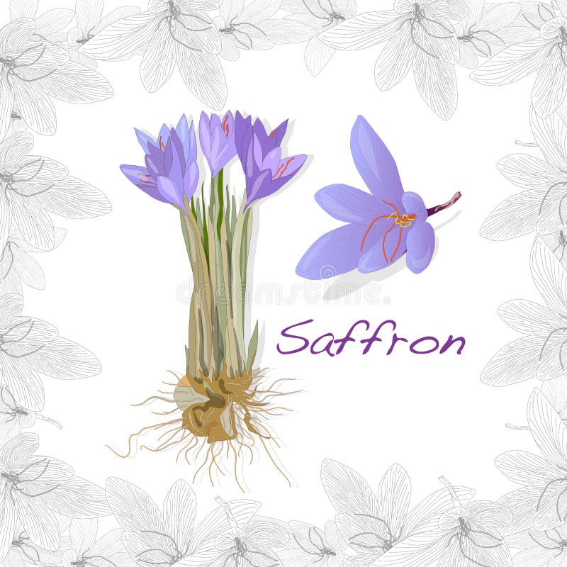 Safran Flower Stock Illustrations – 162 Safran Flower Stock ...