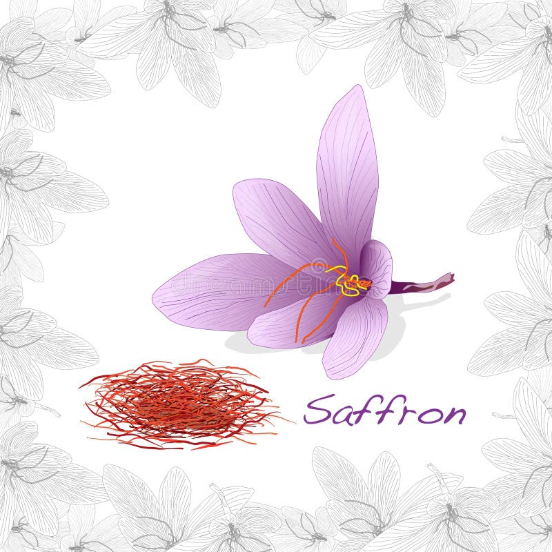 Saffron Flower Set. Vector. Stock Vector - Illustration of agriculture ...